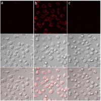 BioTracker Far-Red Peroxynitrite Live Cell Dye | SCT052